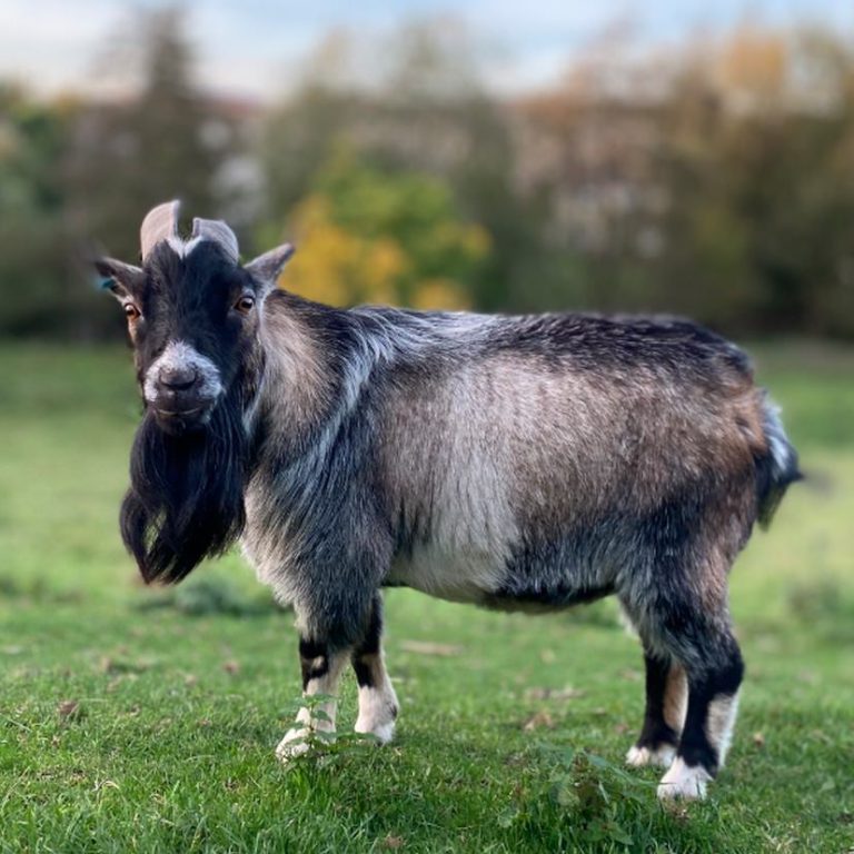 Animals – Malmesbury Animal Sanctuary Community Project (Malmesbury ...